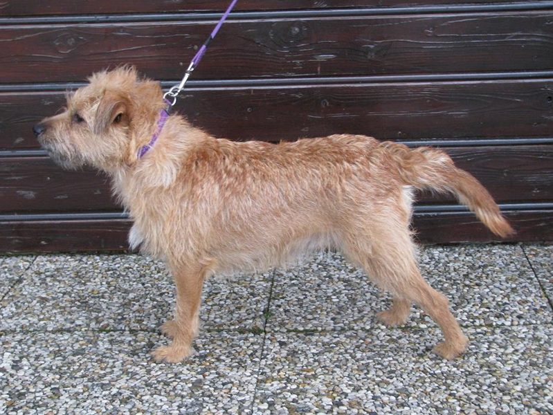 Hollandse Smoushond – Bhv The-Max